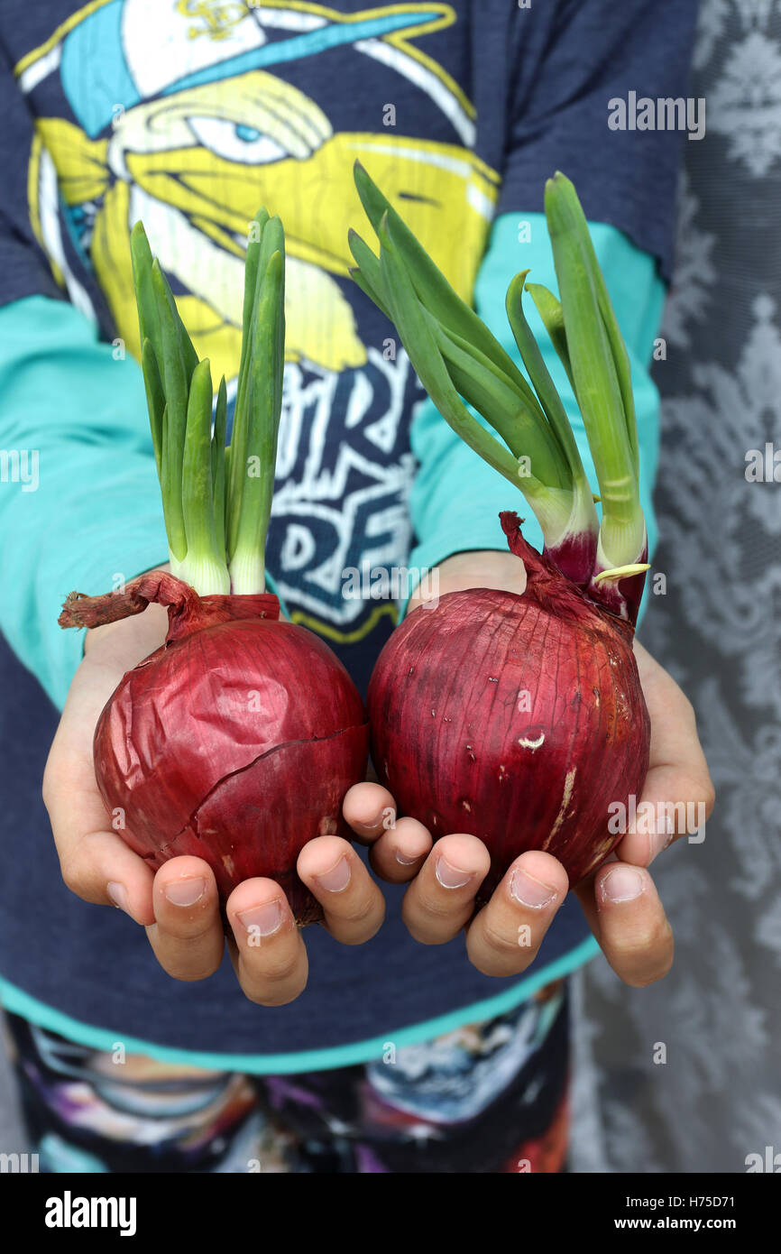 Spanish Onions