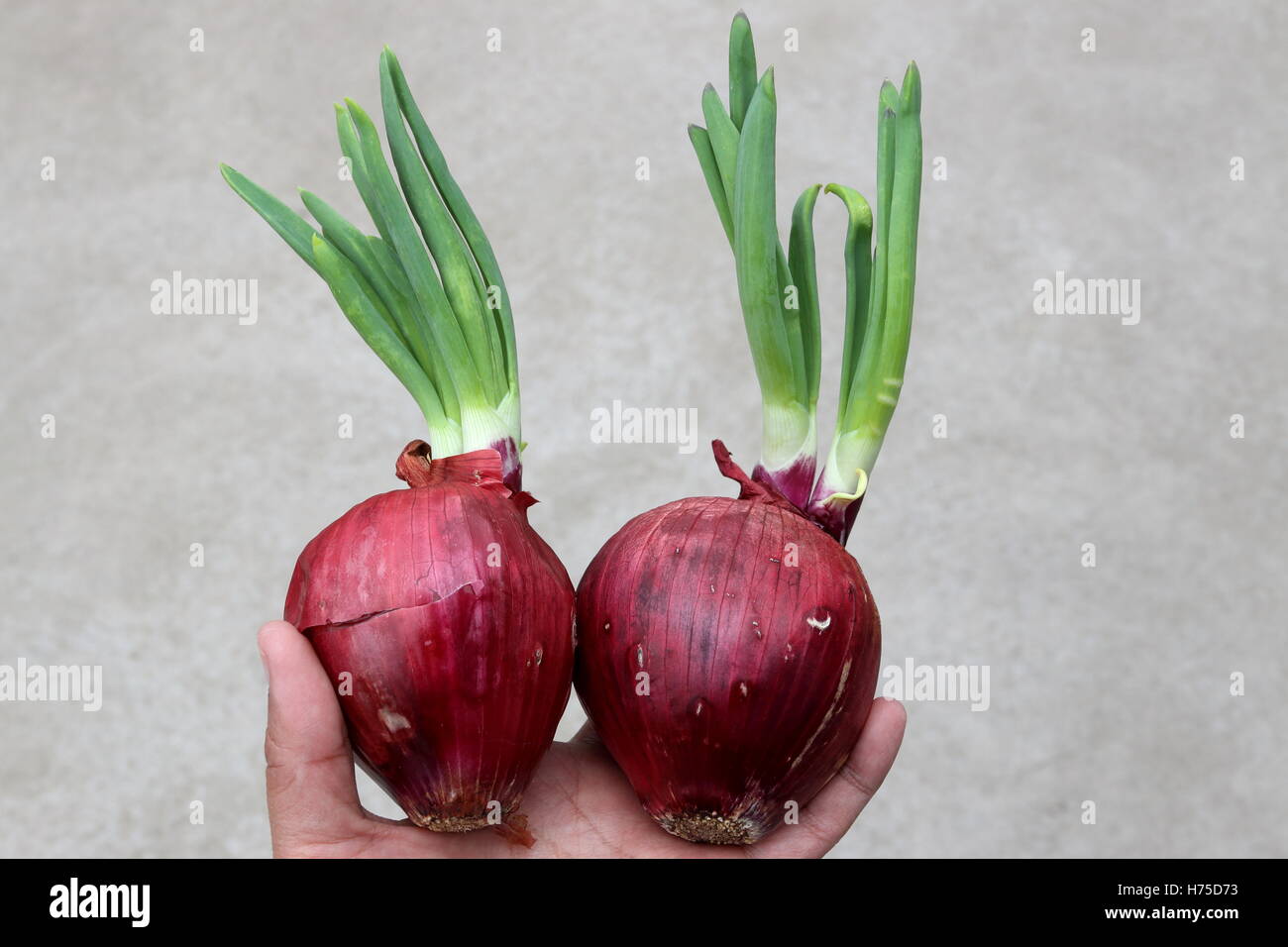 Sprout development hi-res stock photography and images - Alamy