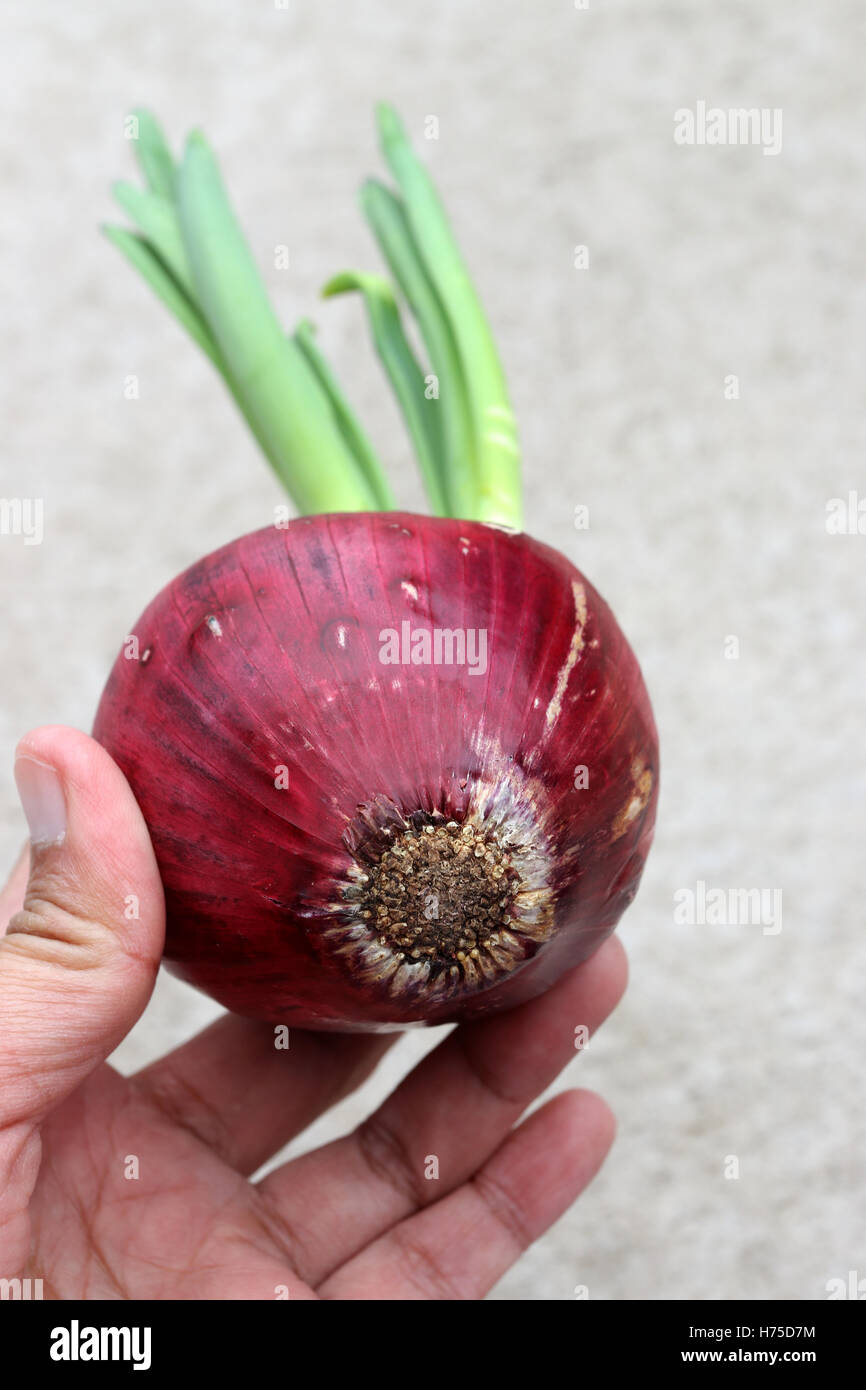 Spanish onions with new shoots sprouting Stock Photo - Alamy