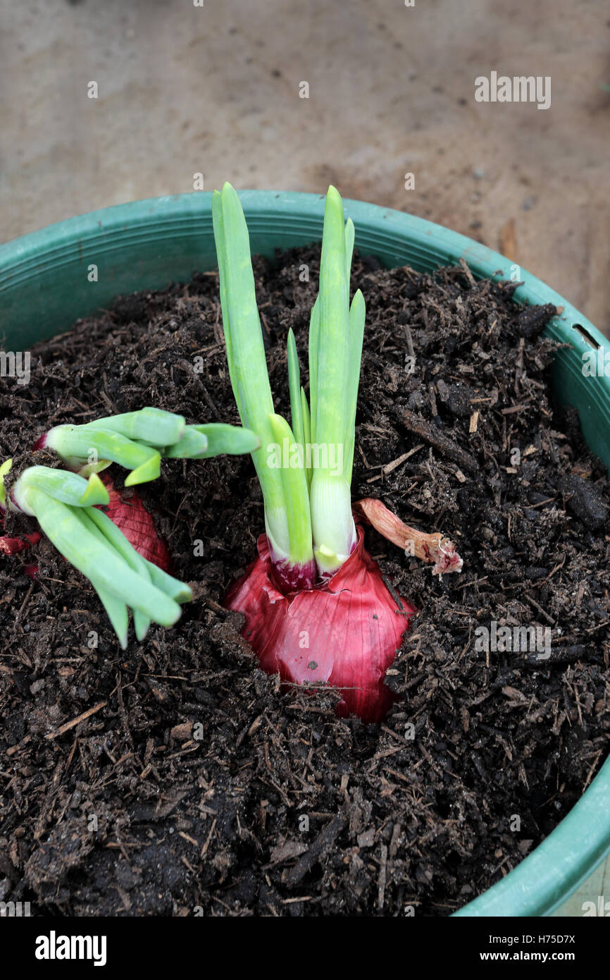 Growing spring onion red hi-res stock photography and images - Alamy