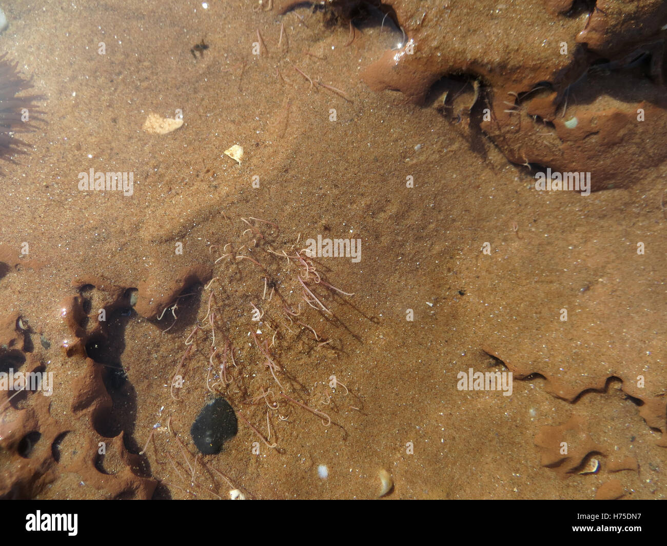 Bloodworms feeding in sand in very shallow water of incoming tide with ...