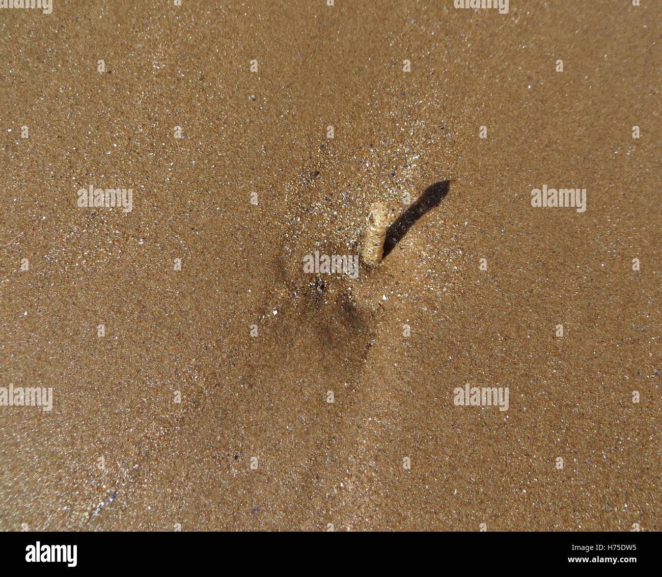 Sand tube of sand mason worm (Lanice conchilega) casting a shadow on a ...
