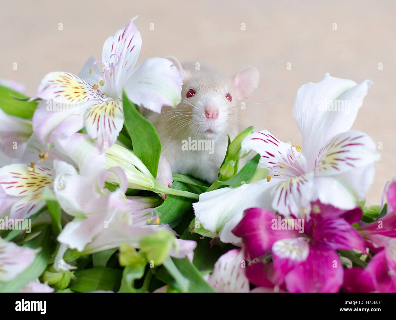 Young decorative rat in a bouquet of flowers Stock Photo - Alamy