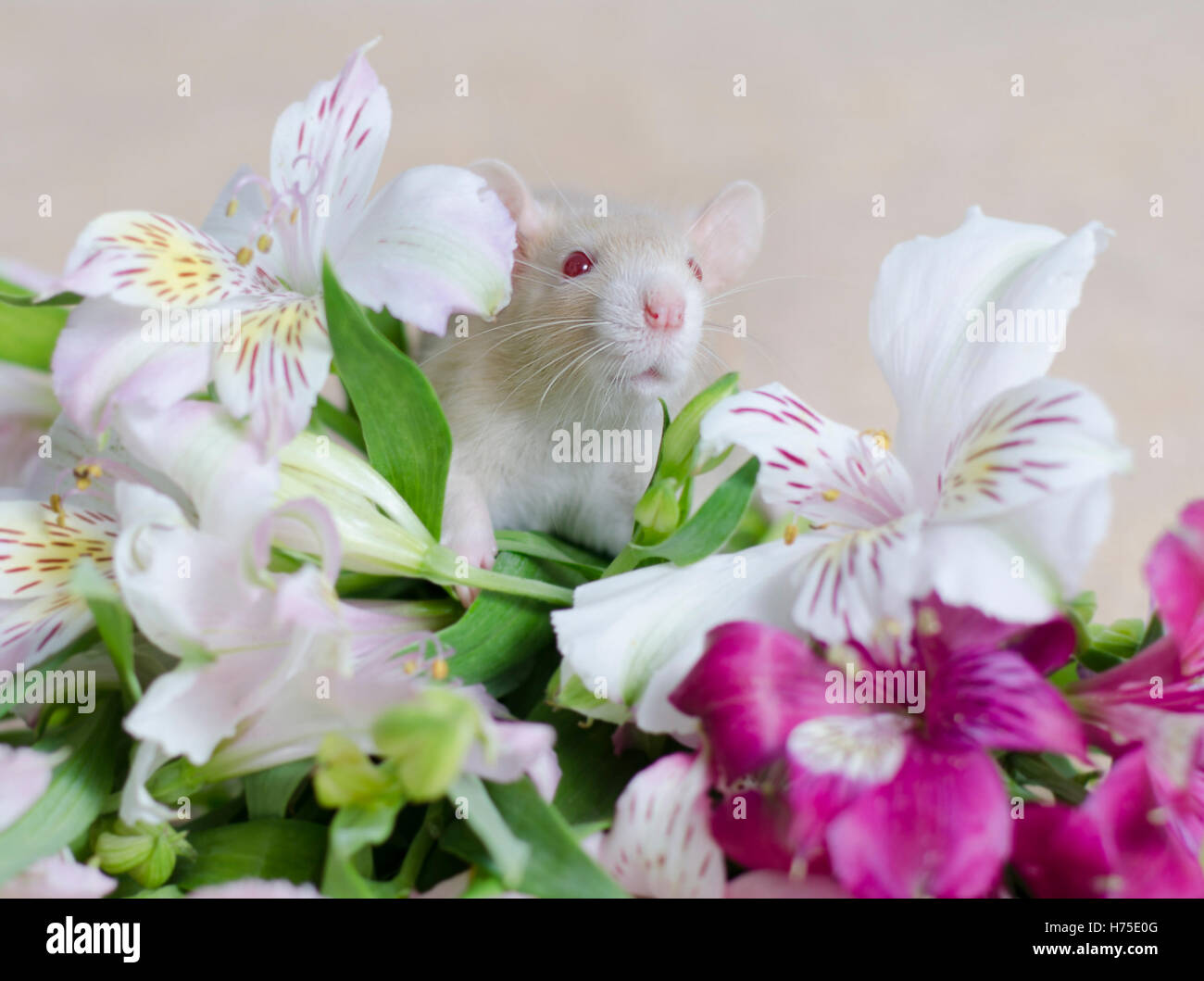 Young decorative rat in a bouquet of flowers Stock Photo - Alamy