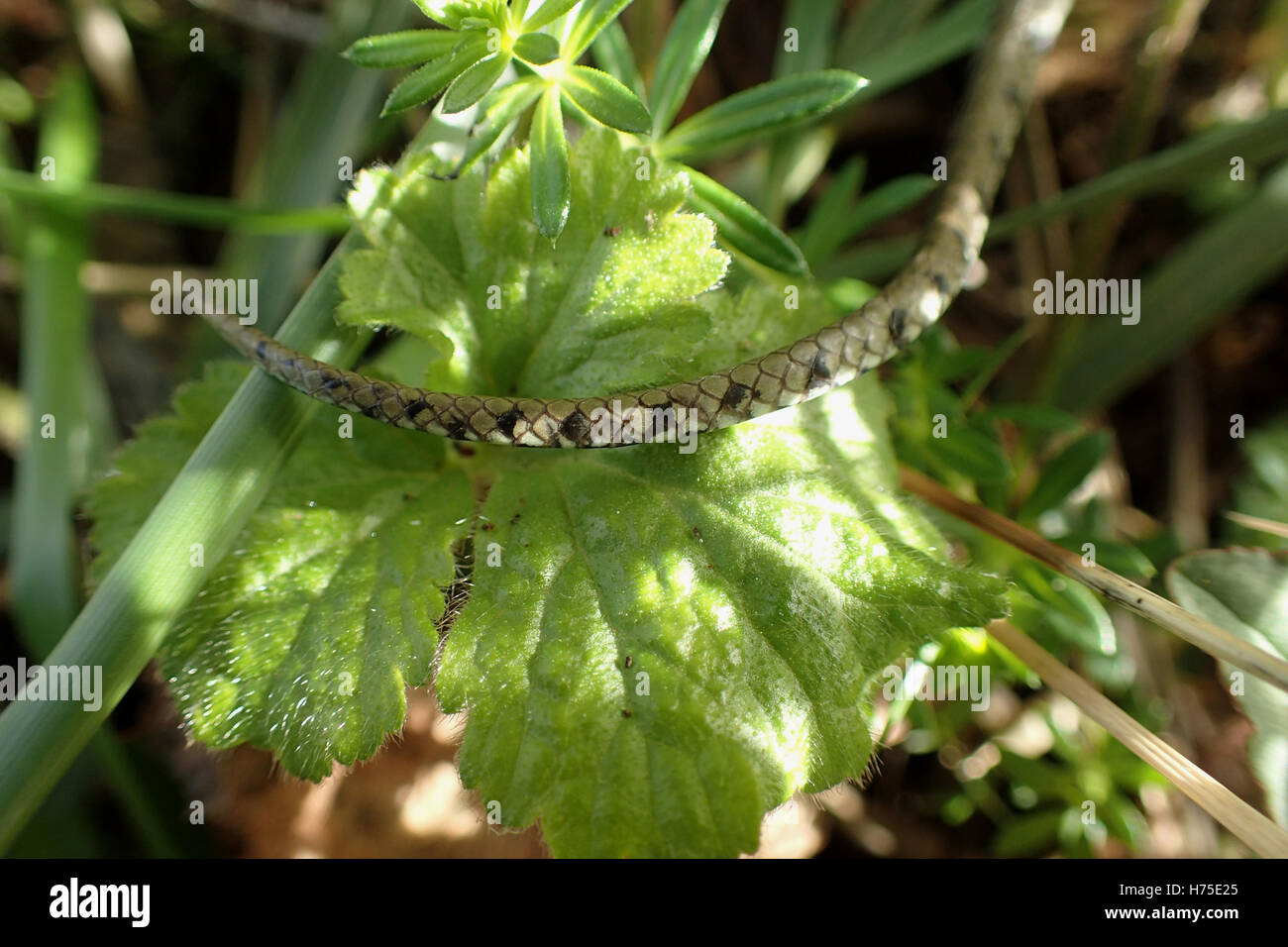 Close-up of tail of male grass snake (Natrix natrix) in undergrowth in ...