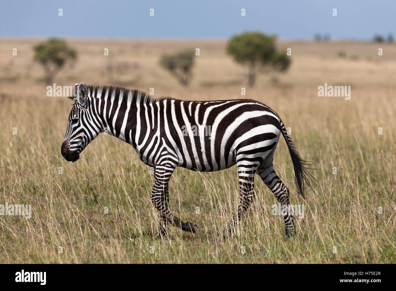 Ungulate mammals hi-res stock photography and images - Alamy