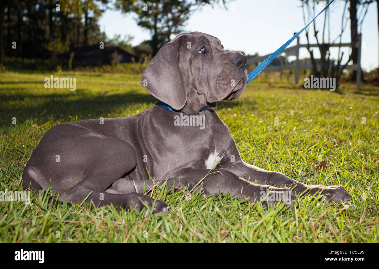 Blue great dane dog hi-res stock photography and images - Alamy