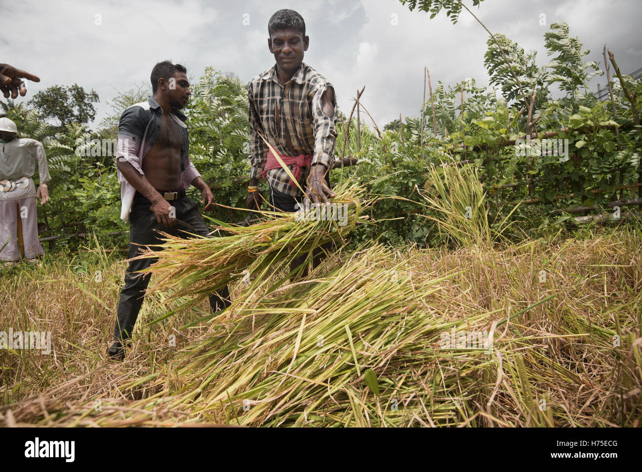 Sri rice farming hi-res stock photography and images - Alamy