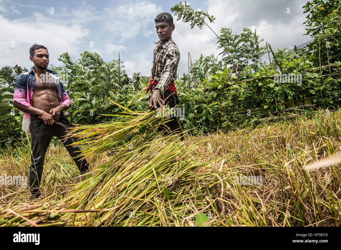 Sri rice farming hi-res stock photography and images - Alamy