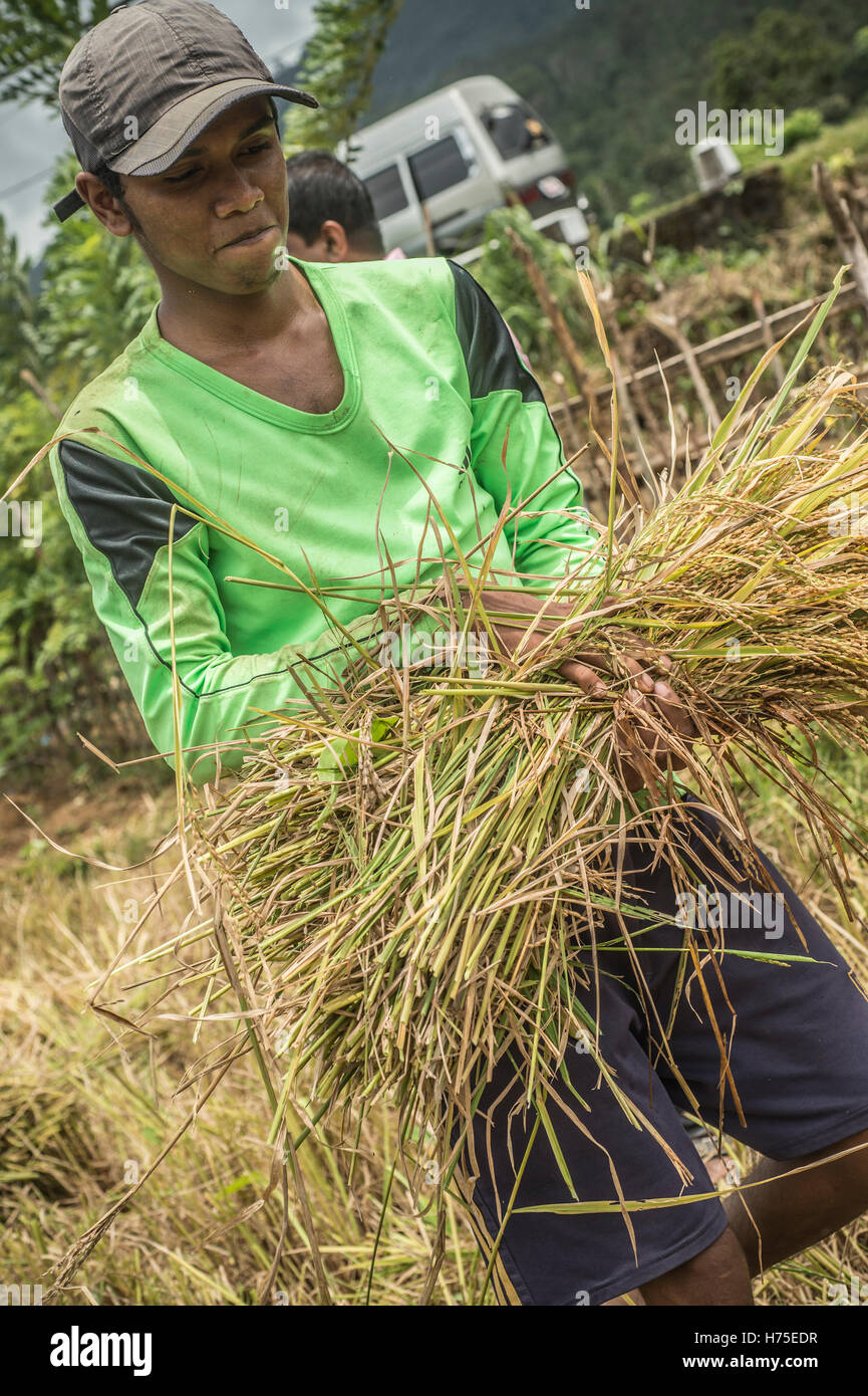 Rice harvest hi-res stock photography and images - Alamy