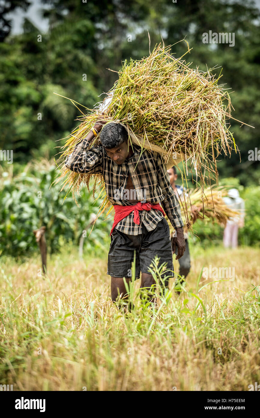 Sri rice farming hi-res stock photography and images - Alamy