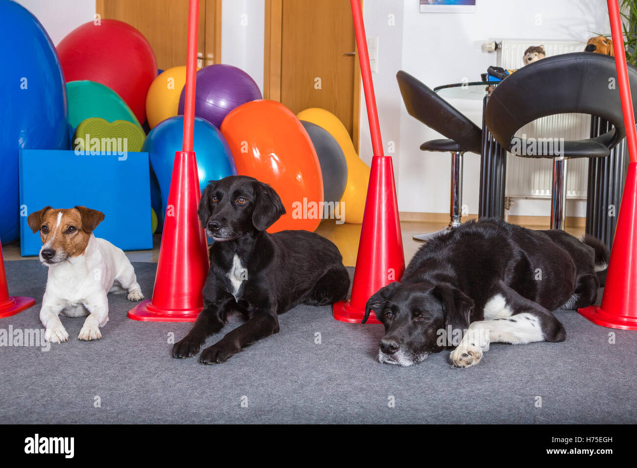 Physio For Animals High Resolution Stock Photography and Images - Alamy