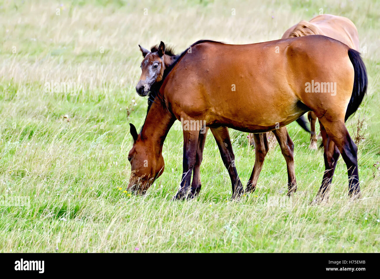Connection to animals hi-res stock photography and images - Alamy
