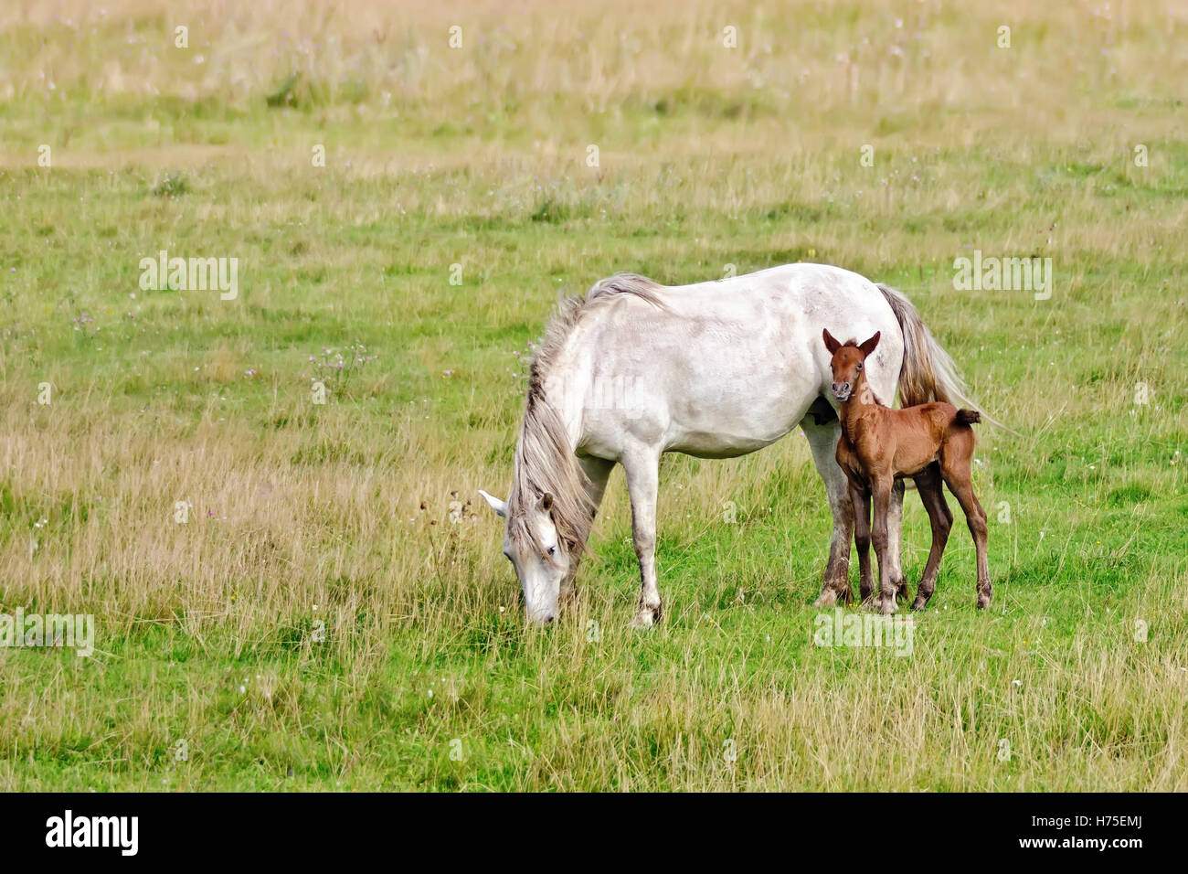 Connection to animals hi-res stock photography and images - Alamy