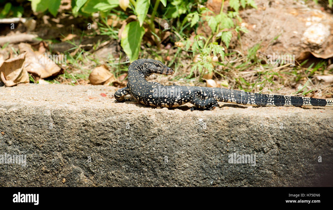 Lizard in the swamp Stock Photo - Alamy