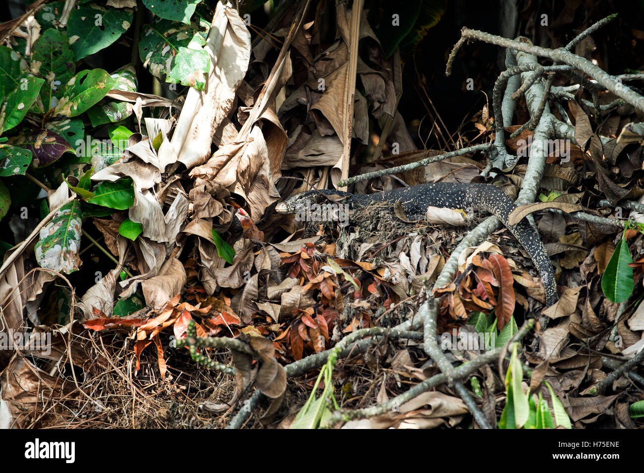Lizard in the swamp Stock Photo - Alamy