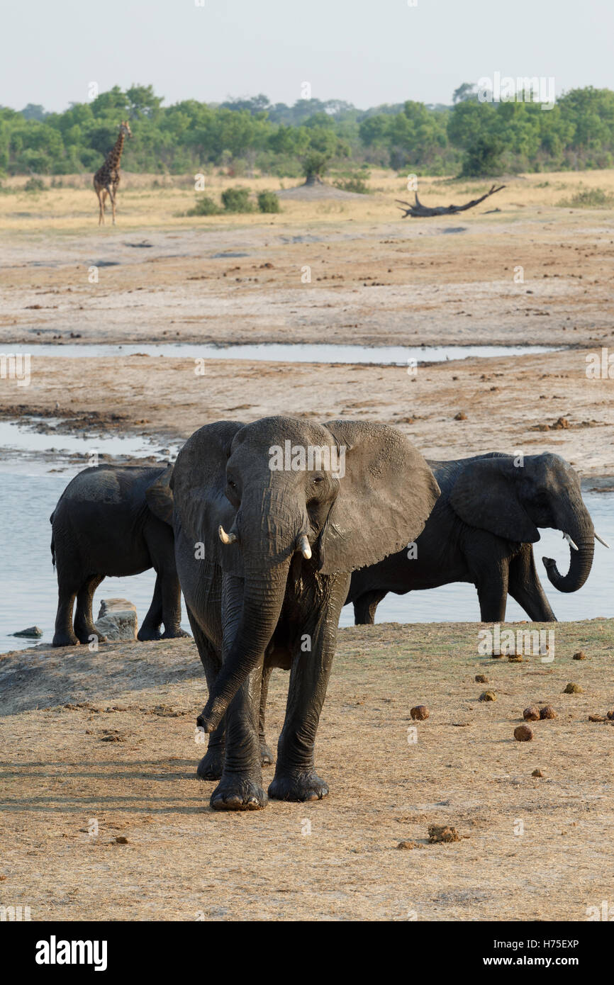 Large african mammals hi-res stock photography and images - Alamy