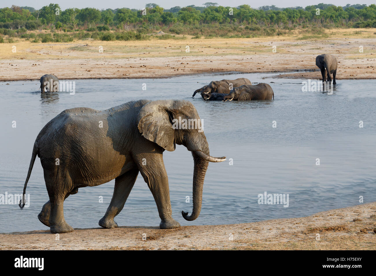 Large powerful legs hi-res stock photography and images - Alamy