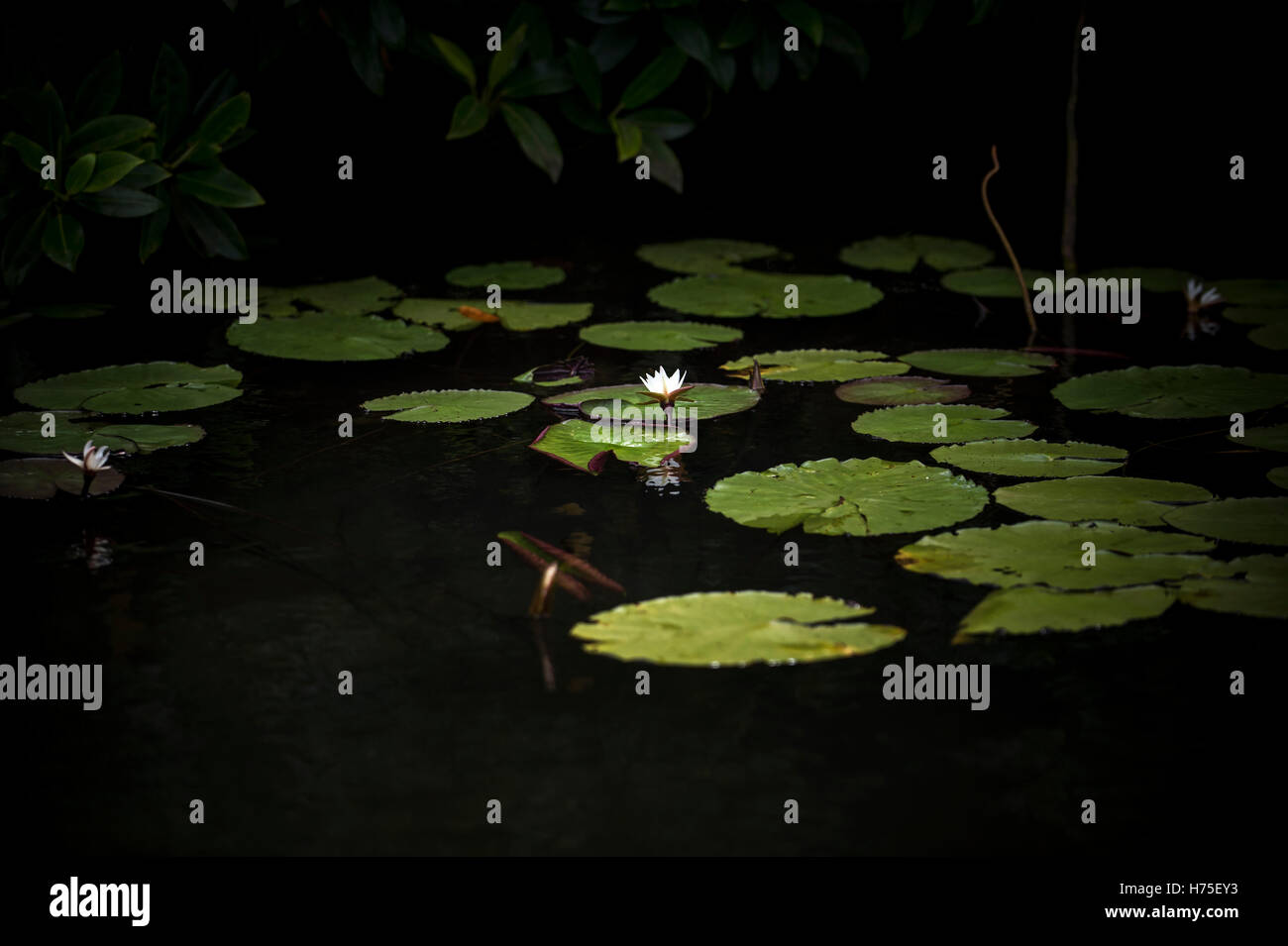 Lillypad hi-res stock photography and images - Alamy