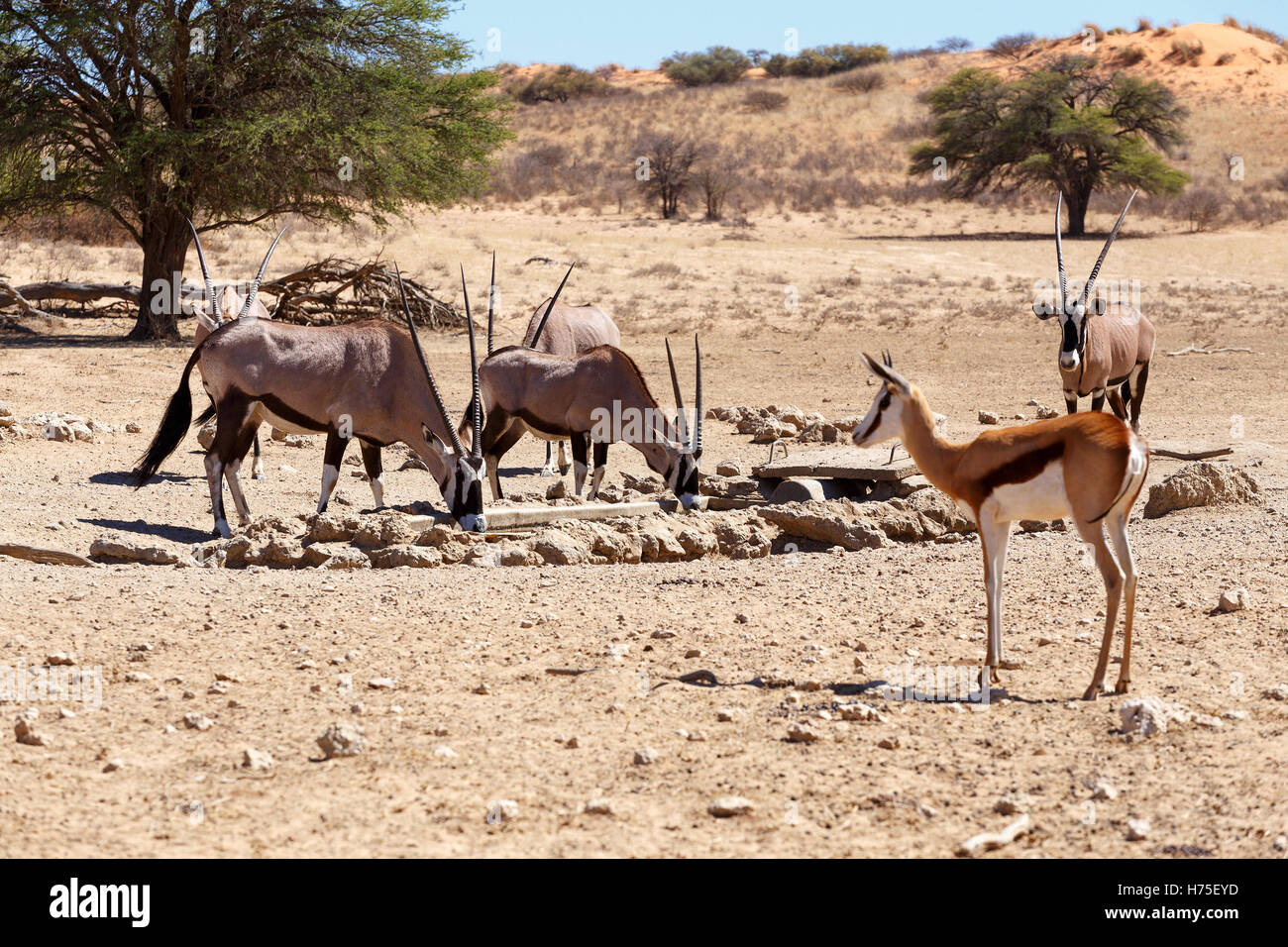Picture of mammals hi-res stock photography and images - Alamy