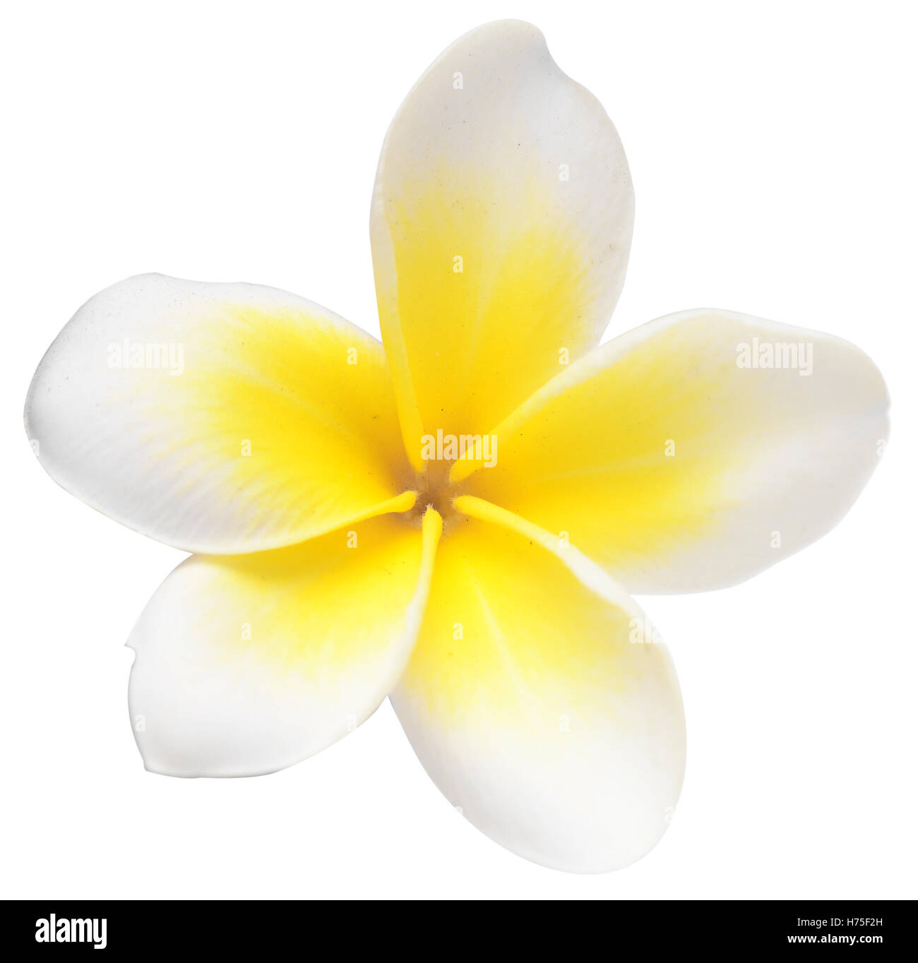 frangipani isolated on white background Stock Photo - Alamy