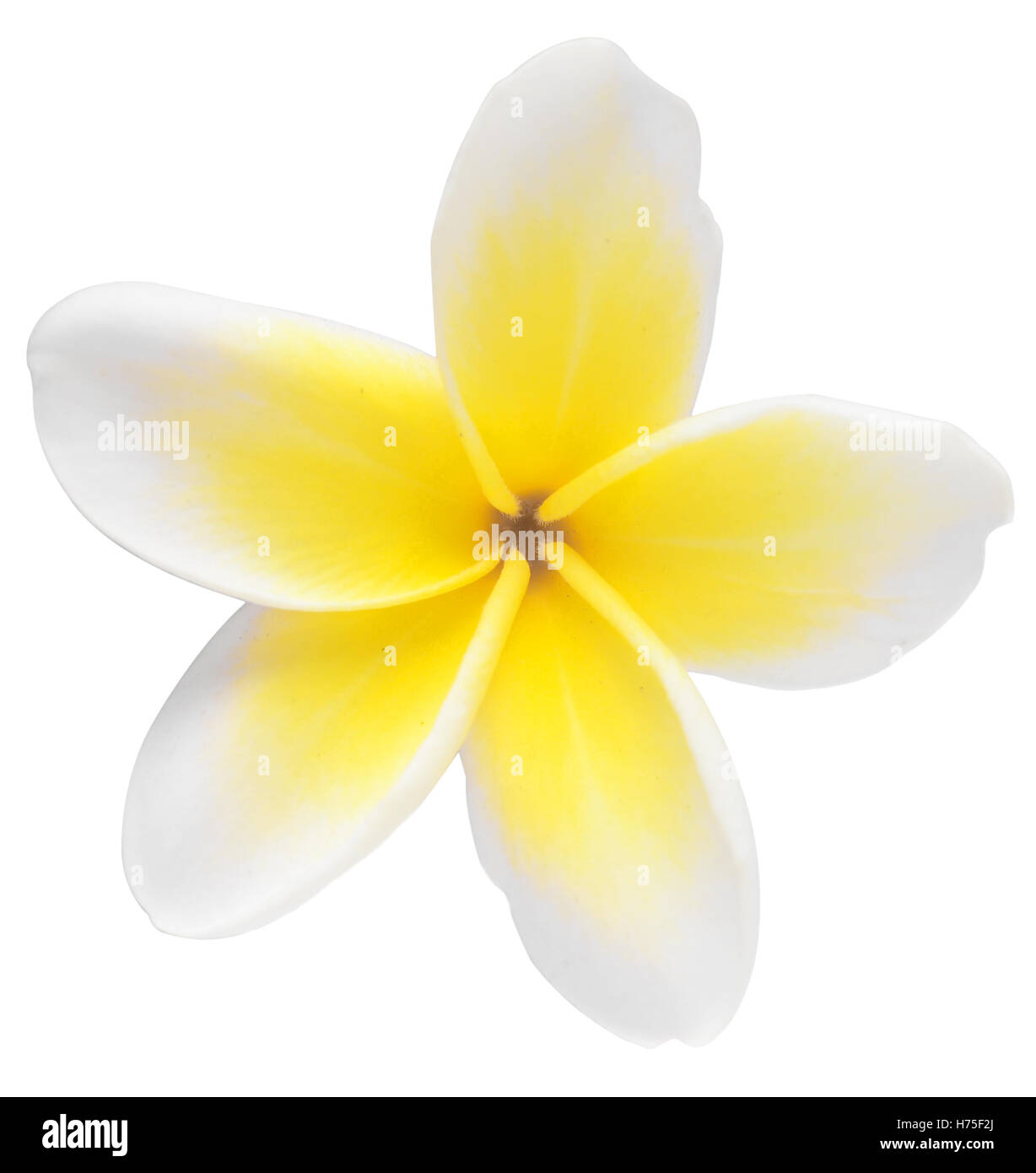 Frangipani park hi-res stock photography and images - Alamy
