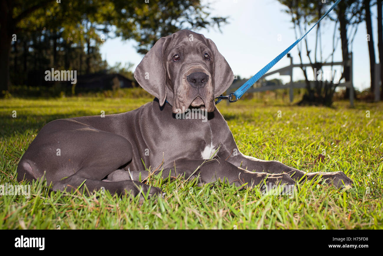 Grey Great Dane puppy on a leash lying on the grass Stock Photo - Alamy