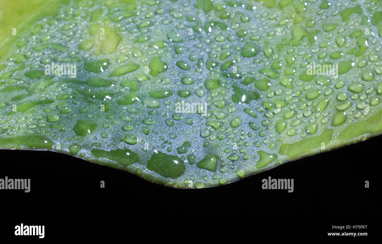 Green leaf that has a lot of water on top Stock Photo - Alamy