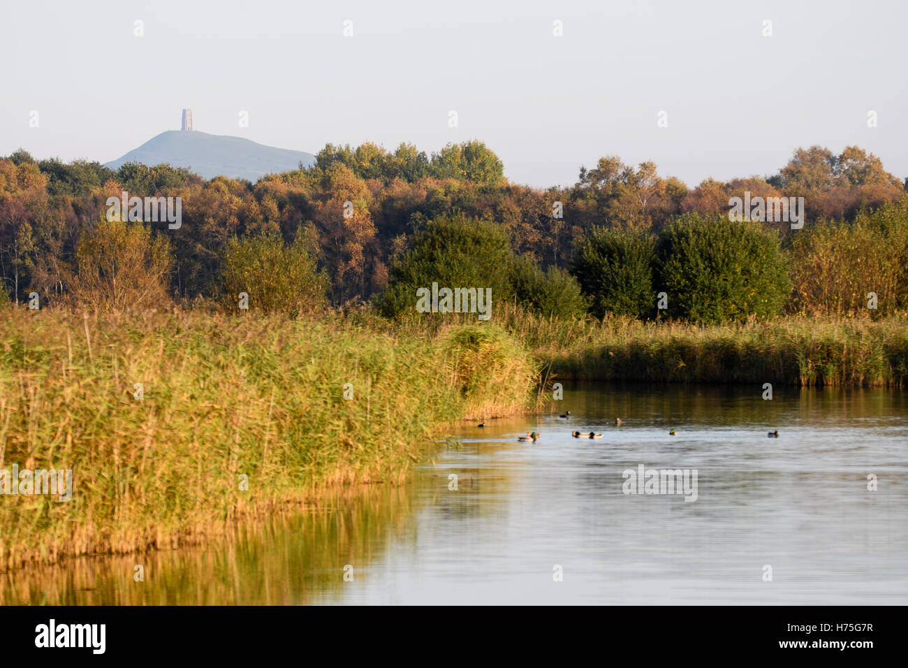 Ham Wall National Nature Reserve with Glastonbury Tor. Wetland in ...