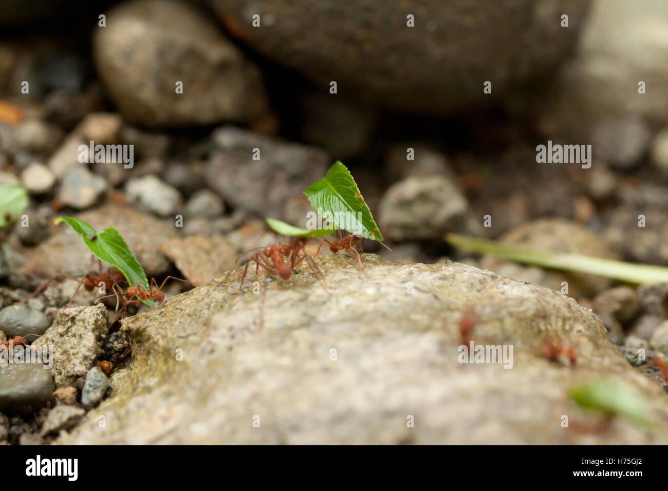 team of ants constructing, teamwork Stock Photo - Alamy team of ants constructing, teamwork Stock Photo - Alamy