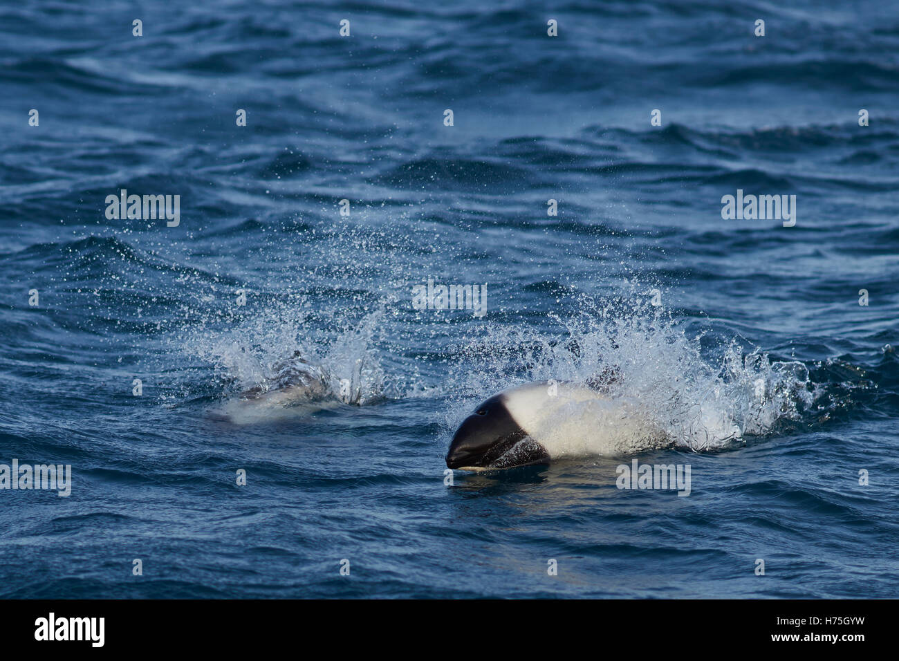 Commerson's Dolphin (Cephalorhynchus commersonii Stock Photo - Alamy