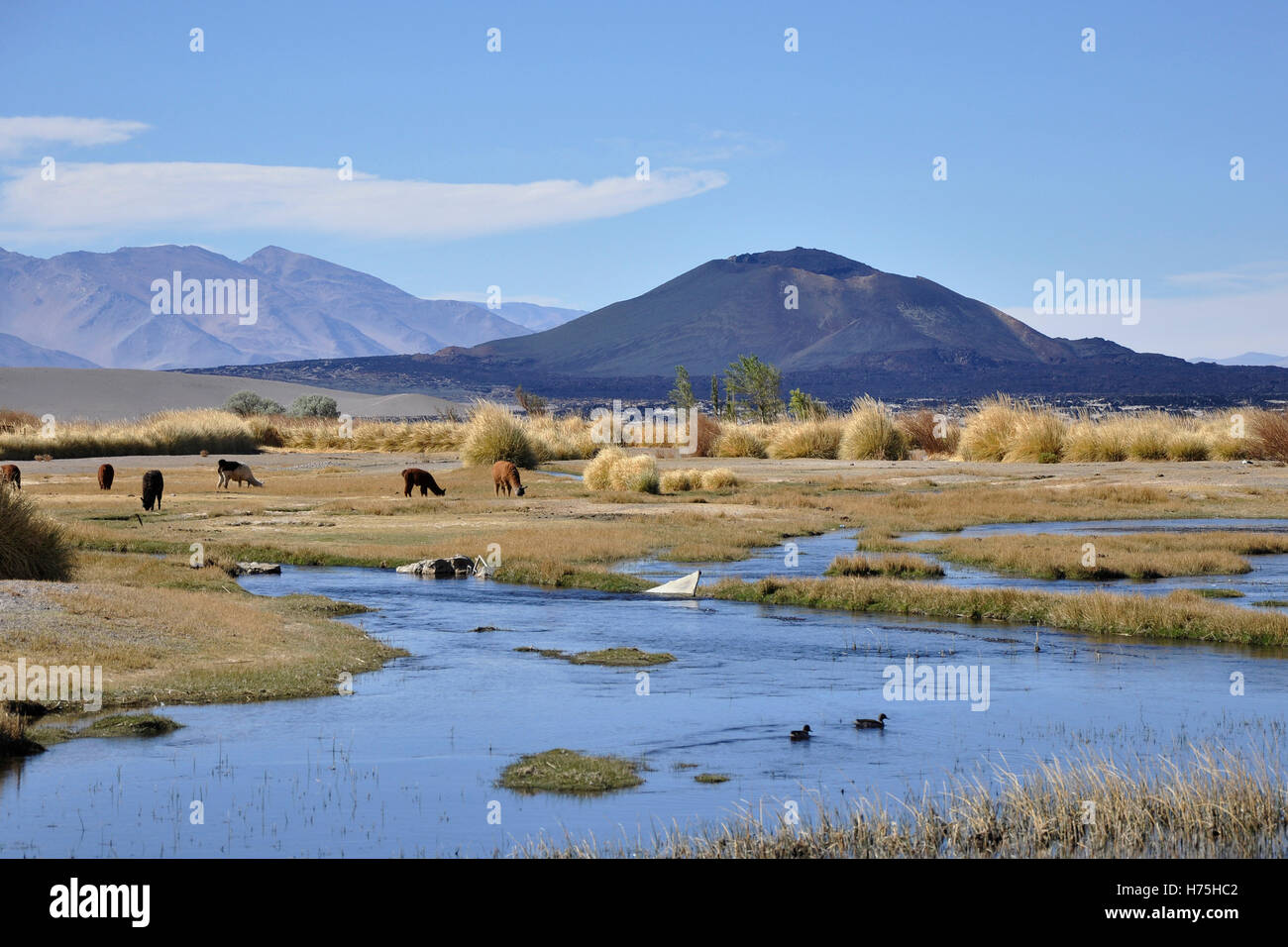 Argentina, Salta region, Puna desert Stock Photo - Alamy