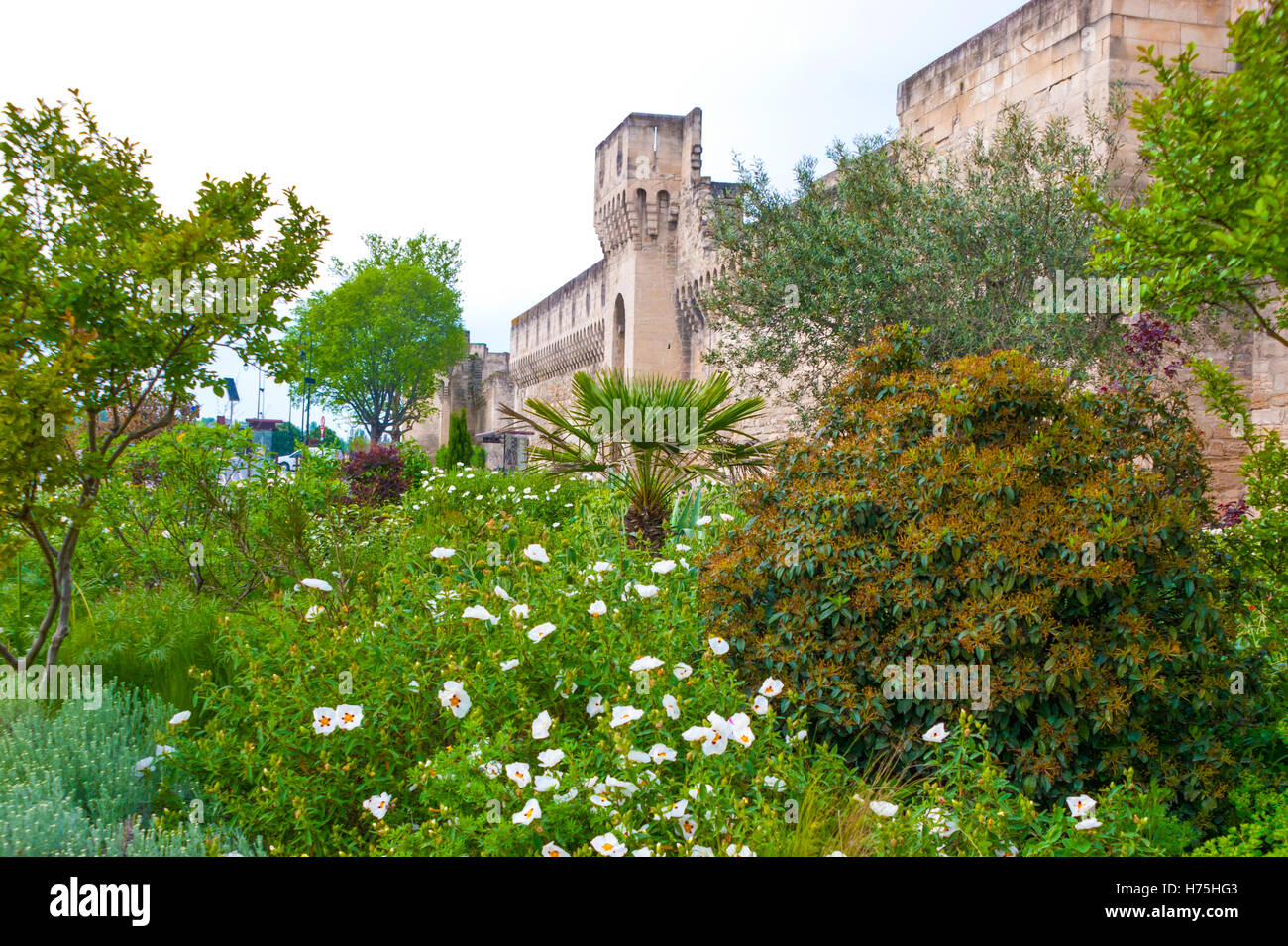 The beautiful green garden with the rampart of Avignon on the ...