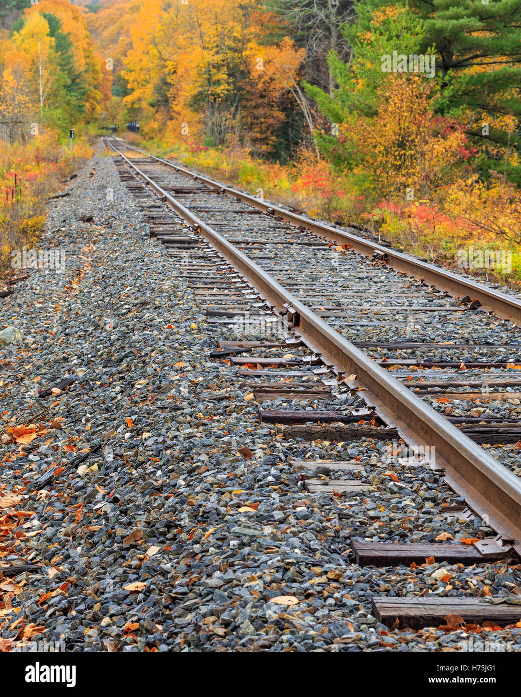 Fall Train Tracks Photography