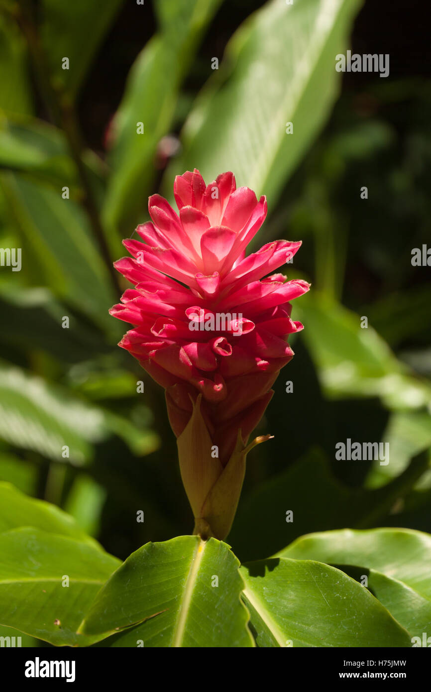 Tropical pink flower Stock Photo - Alamy