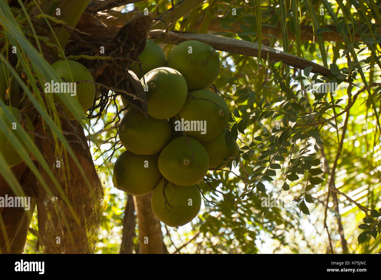 Green coconut Fruit could be dangerous Stock Photo - Alamy