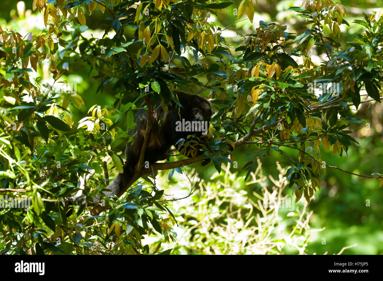 Howler monkey sitting in the trees Stock Photo - Alamy