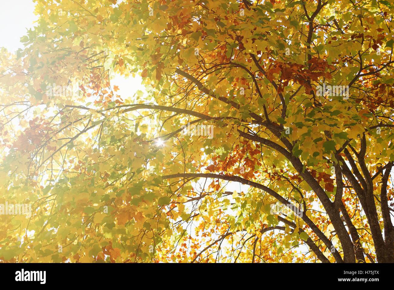 Olm oak forest hi-res stock photography and images - Alamy