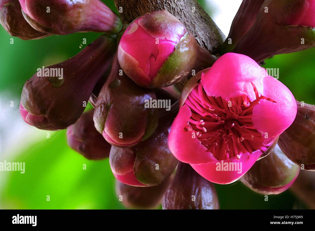 Rose apple ((Syzygium malaccense) buds and flowers (focus stack Stock ...