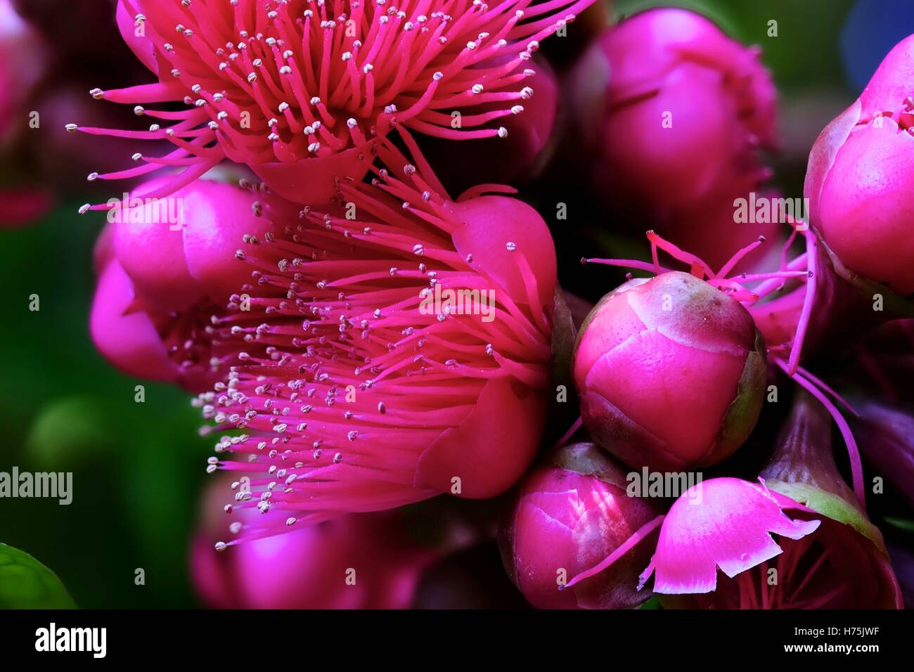 Rose apple ((Syzygium malaccense) buds and flowers (focus stack Stock ...
