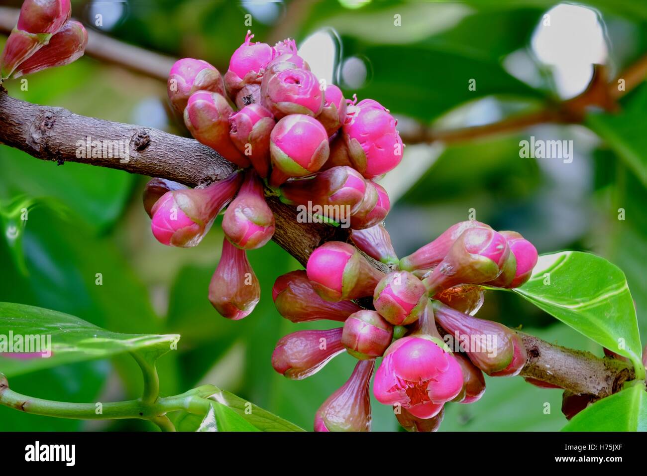 Rose apple ((Syzygium malaccense) buds and flowers (focus stack Stock ...