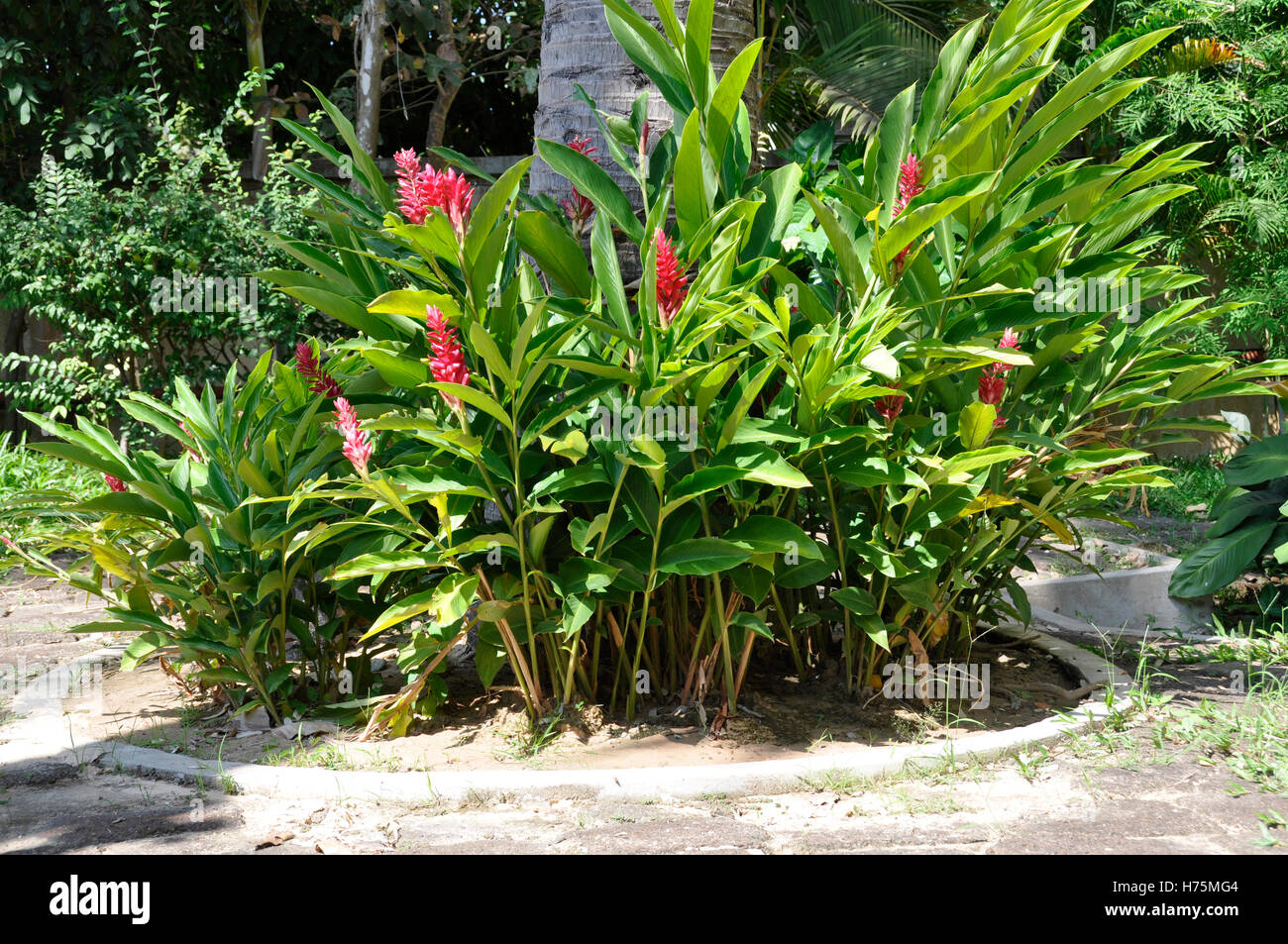 Red ginger (Alpinia purpurata Stock Photo - Alamy