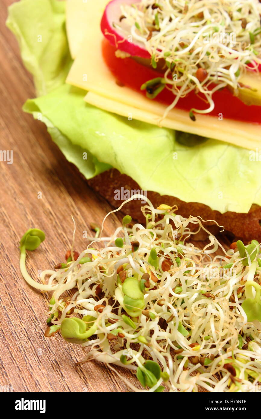 Freshly prepared vegetarian sandwich with alfalfa and radish sprouts ...