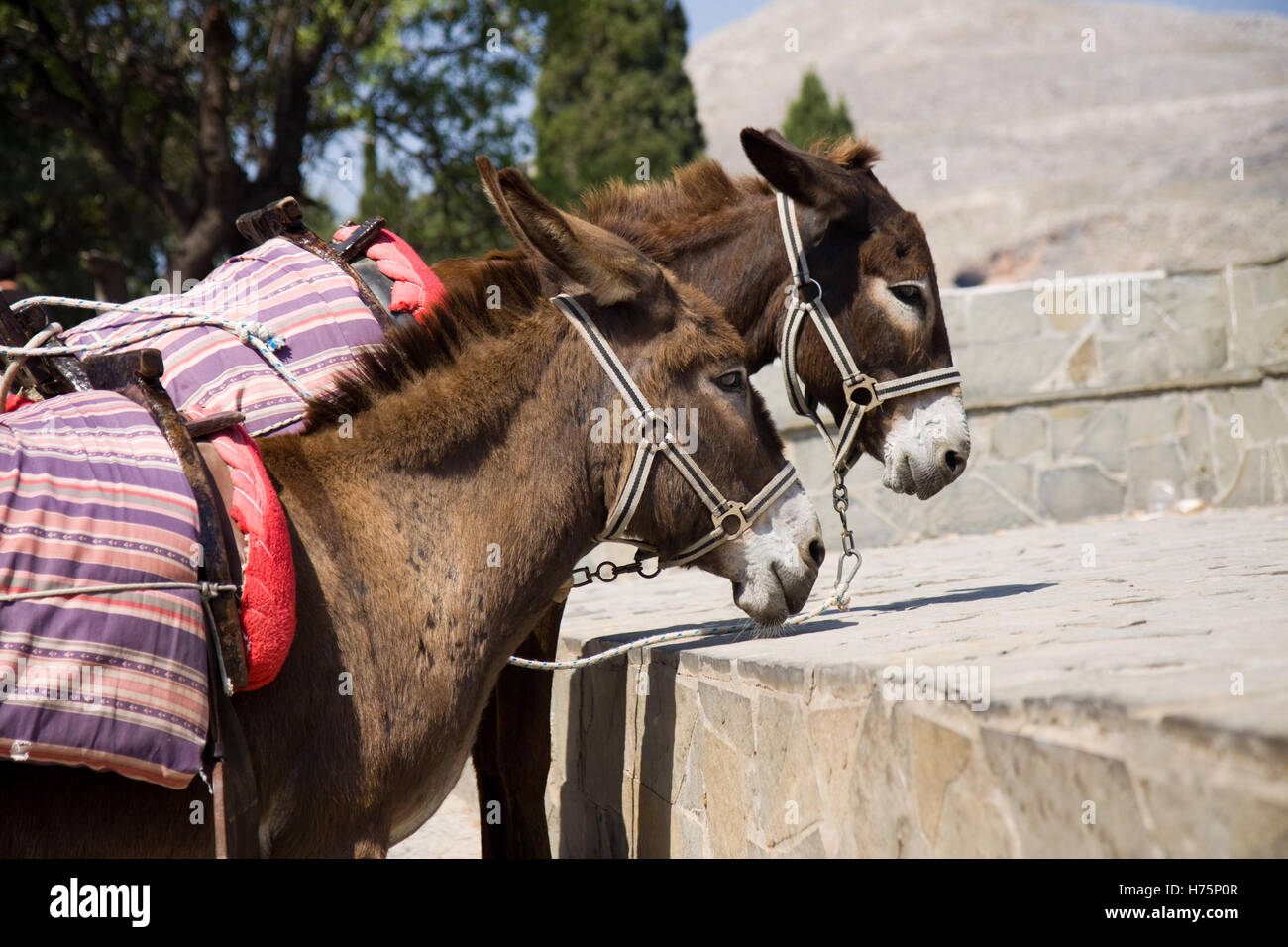 donkey in town of lindos in greece Stock Photo - Alamy
