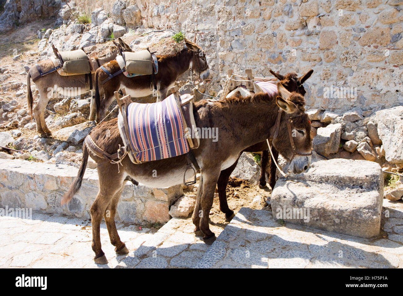 donkey in town of lindos in greece Stock Photo - Alamy