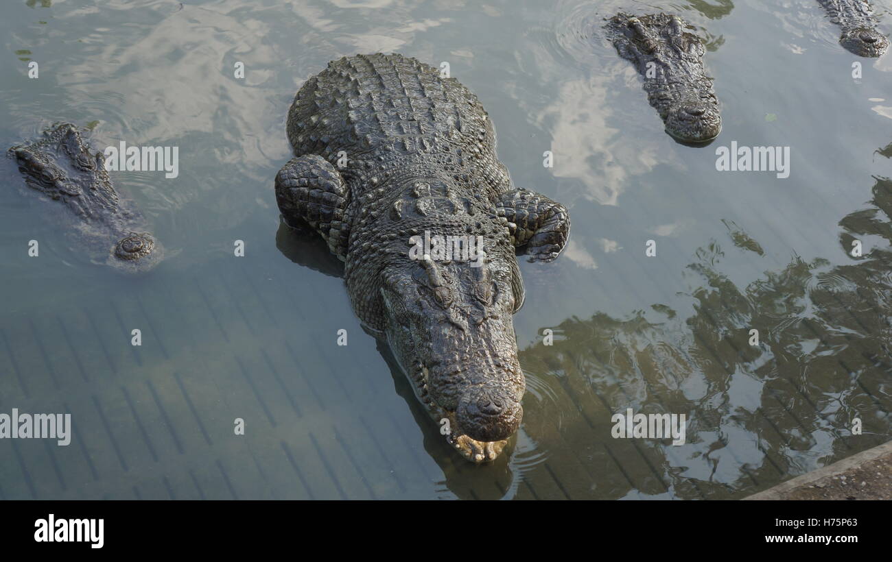 crocodile nile bite wild rough aggressive river power carnivore jaws ...