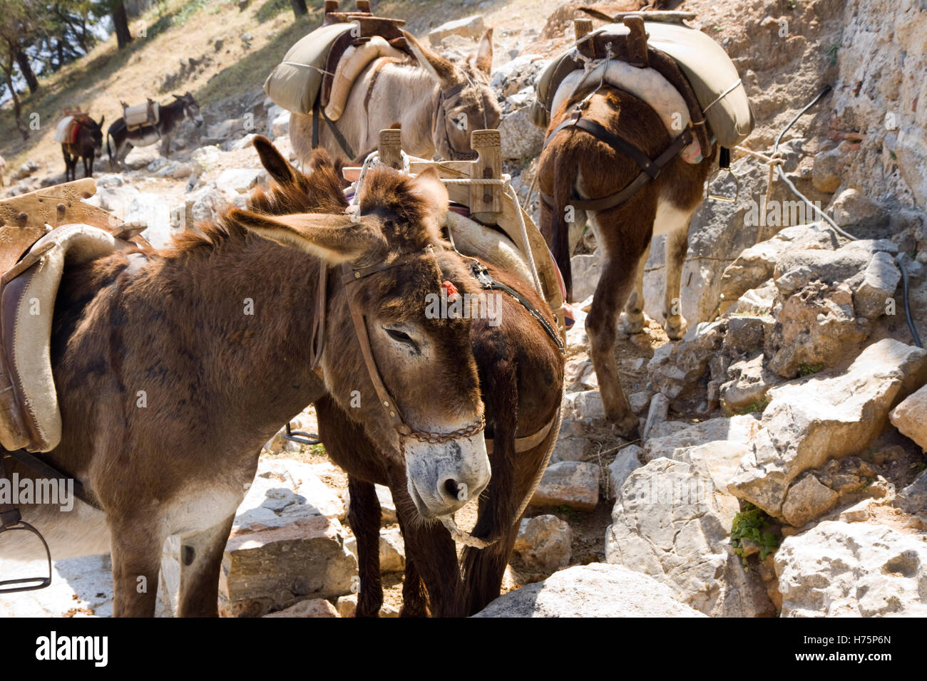 Donkeys in lindos rhodes hi-res stock photography and images - Alamy