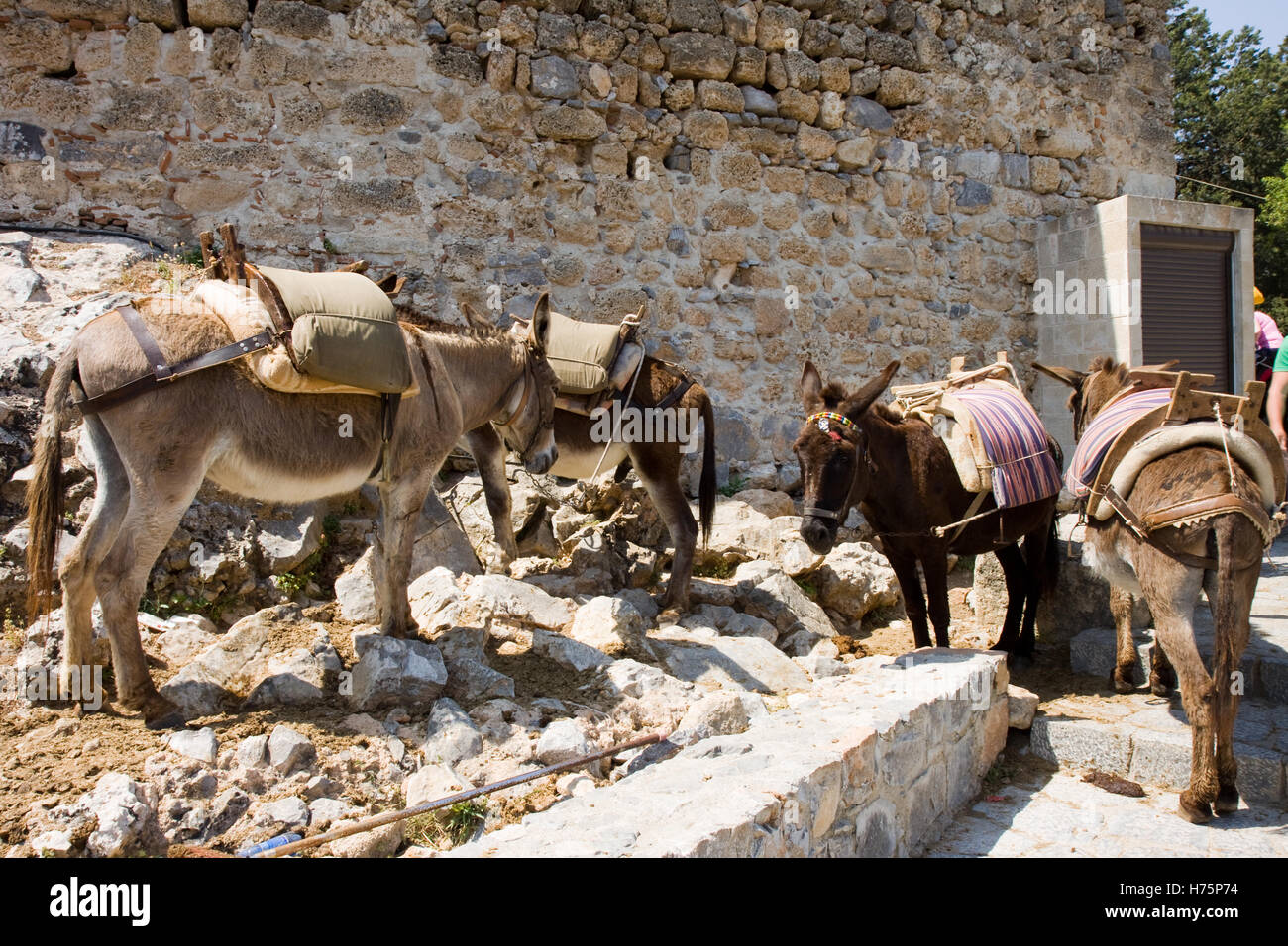 Donkeys in lindos rhodes hi-res stock photography and images - Alamy