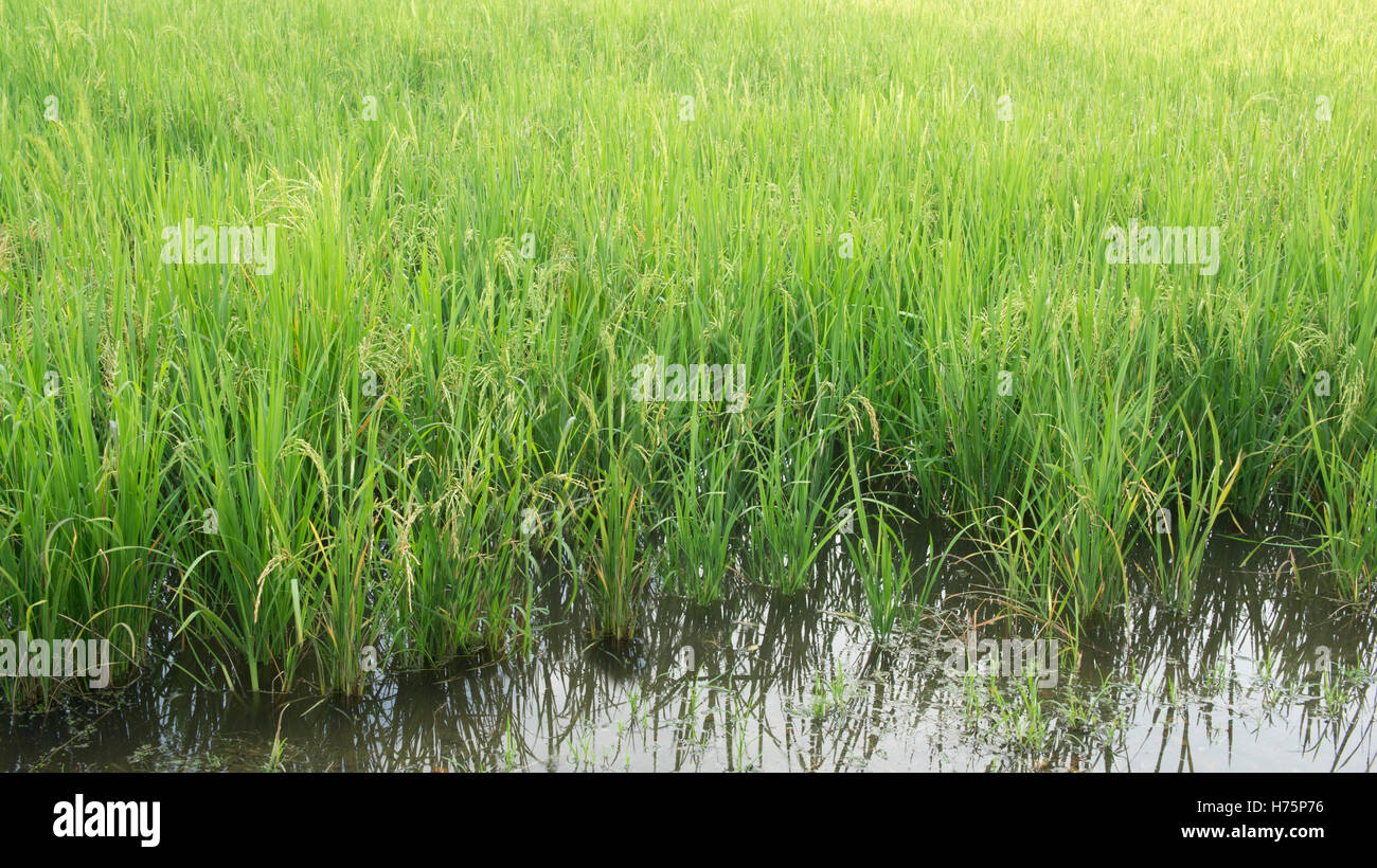 farm countryside field reflection water Stock Photo - Alamy