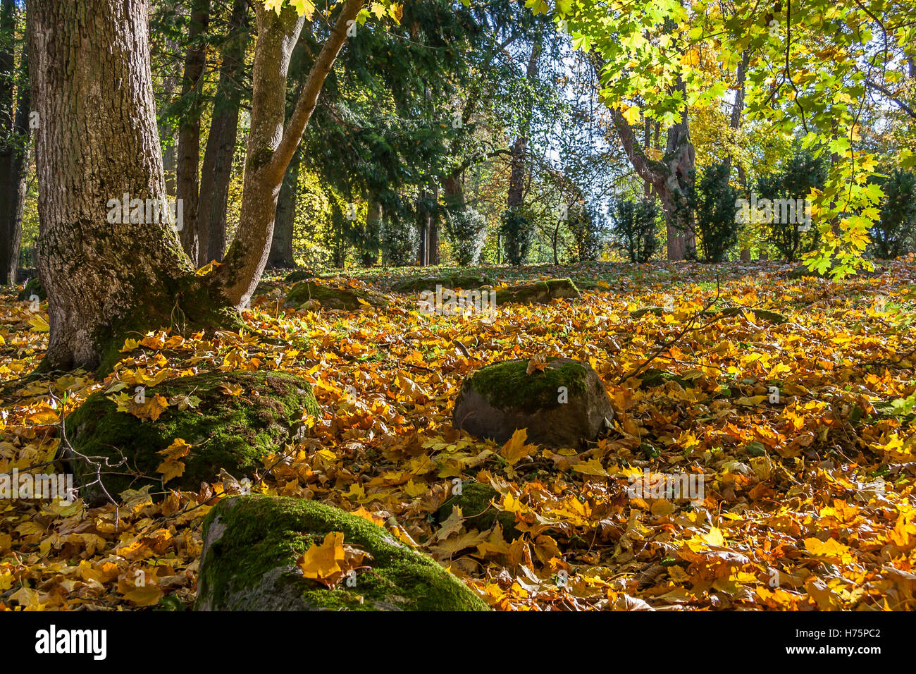 Leaves falling from tree hi-res stock photography and images - Alamy
